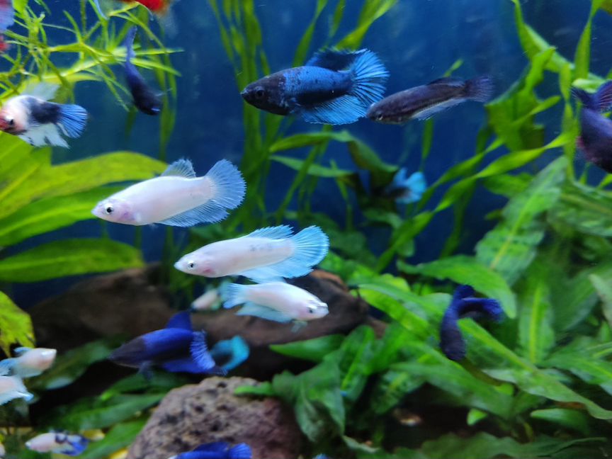 Рыбка петушок