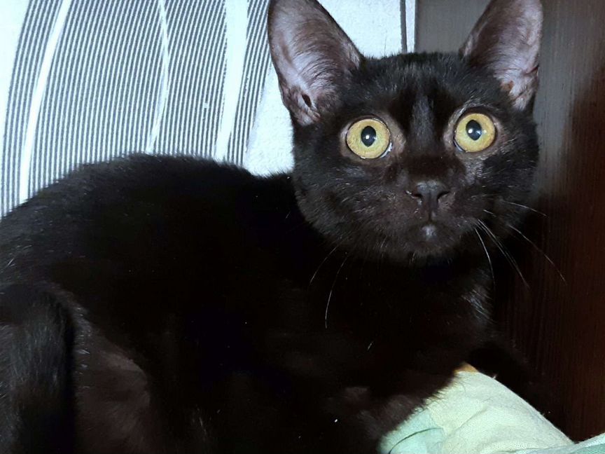 Молодой котик 5 месяцев