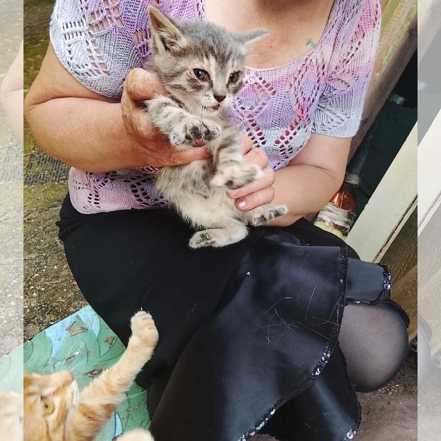 Котёнок в добрые руки