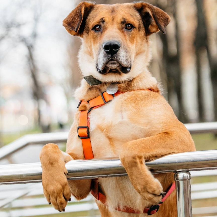 Взрослый пёс в добрые руки