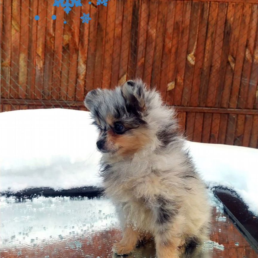 Померанка шпиц девочка