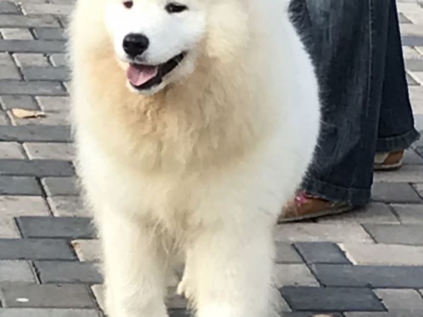 Щенок самоедской собаки