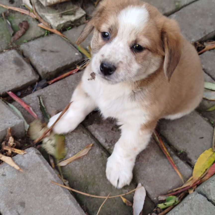 Щенок в добрые руки