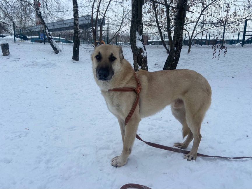 Собака Робин ждет хозяина