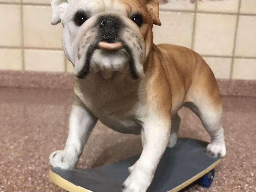 Английский бульдог на скейте