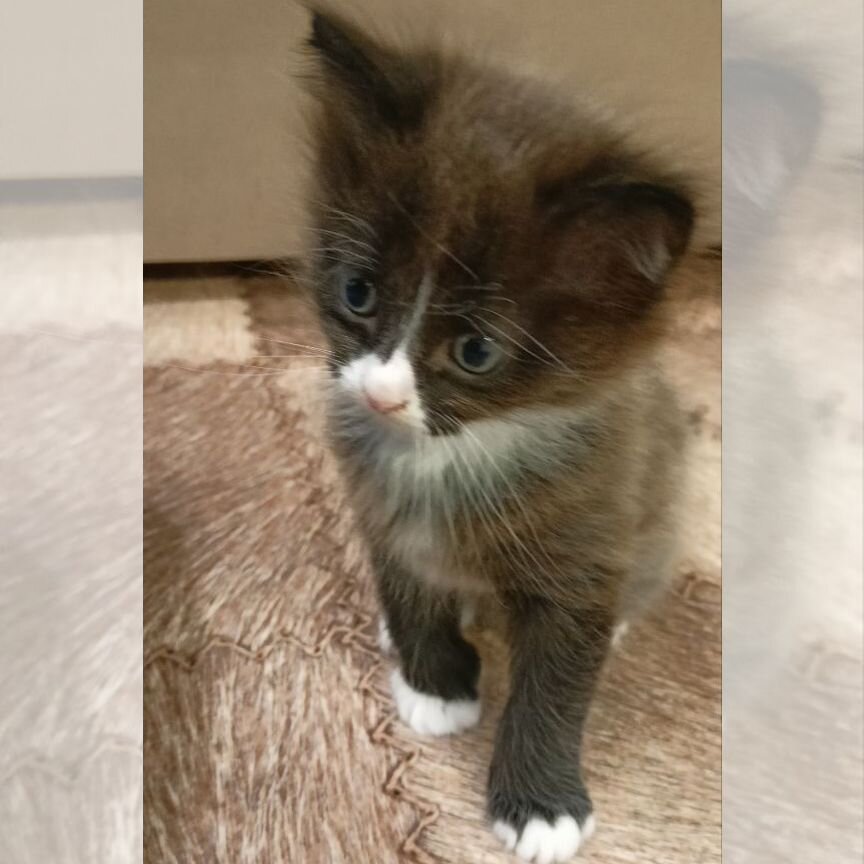 Котёнок в добрые руки