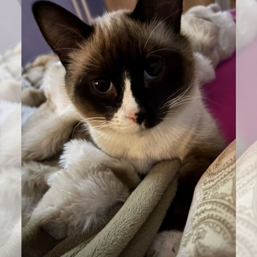 Сиамский котёнок