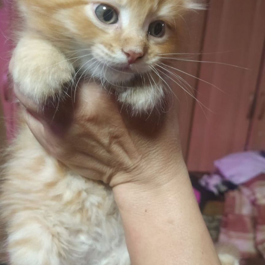 Котята породы мейкун