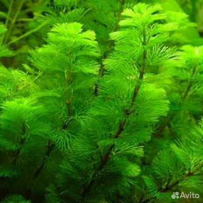 Кабомба водная, обыкновенная (Cabomba aquatica)