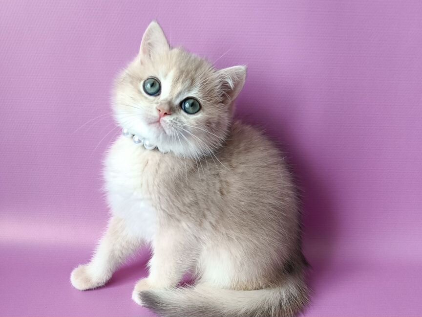 Голубая золотая шиншилла