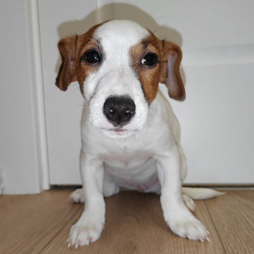 Джек-рассел-терьер, щенок