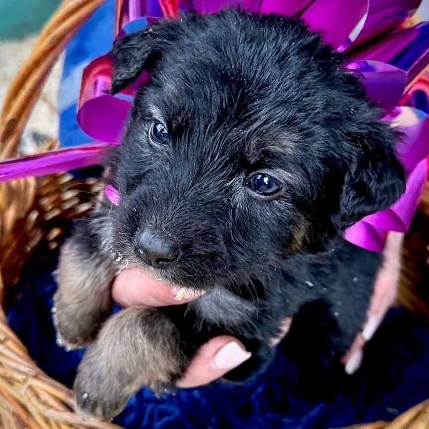 Щенок в добрые руки