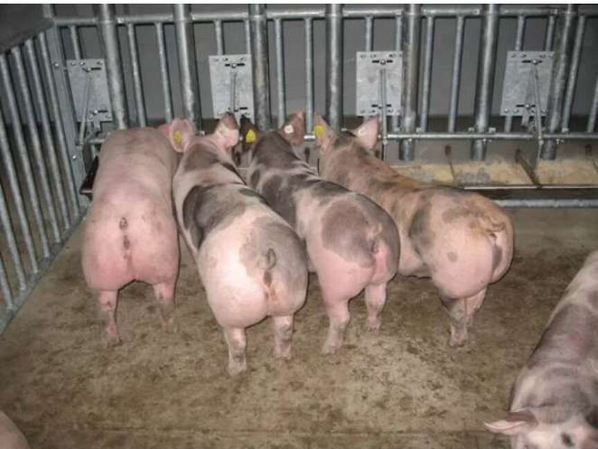 Семя хряков лучших пород