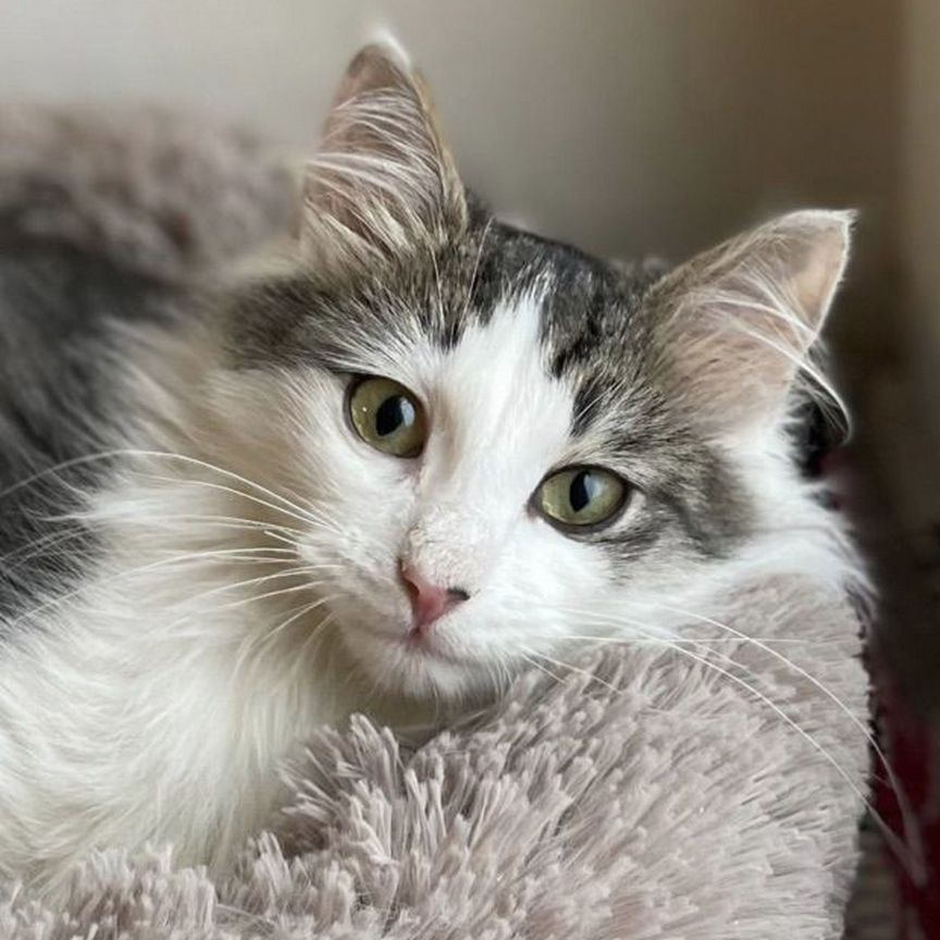 Котенок Льюис