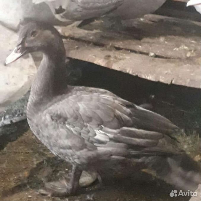 Мускусные утки тяжелые линии