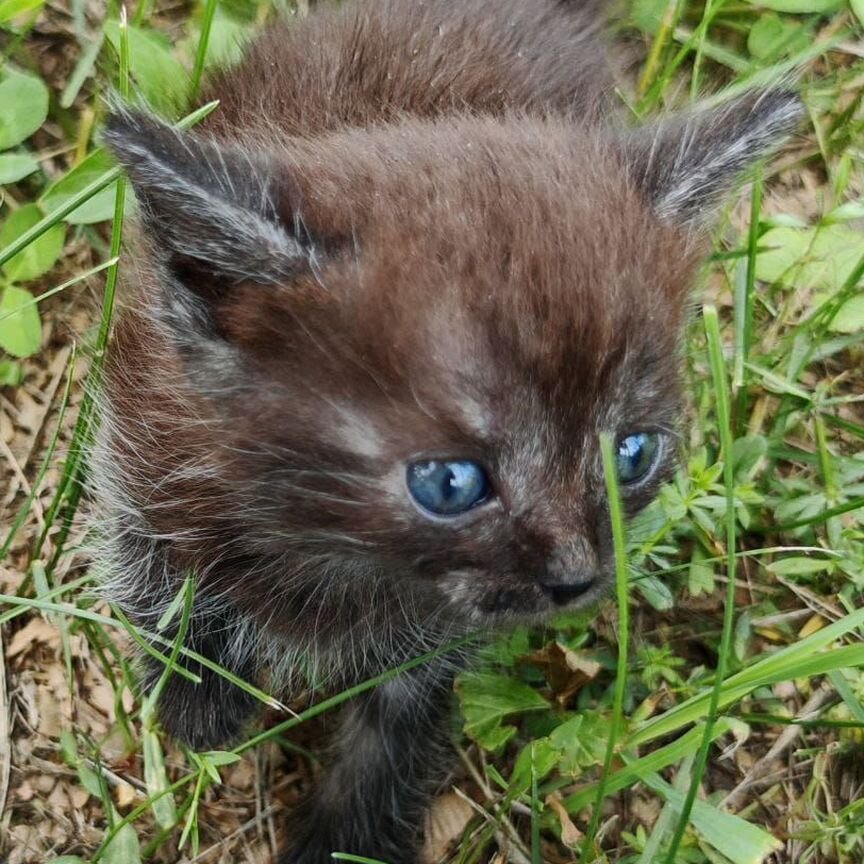 Котята ищут дом
