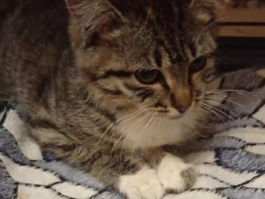 Котёнок аккуратистка