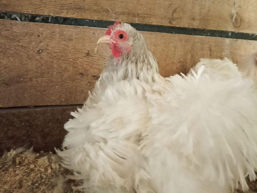 Семейка кур