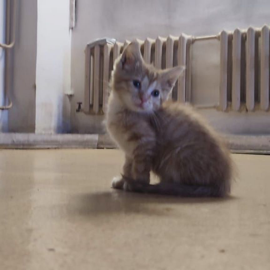 Рыжий котёнок 2 мес