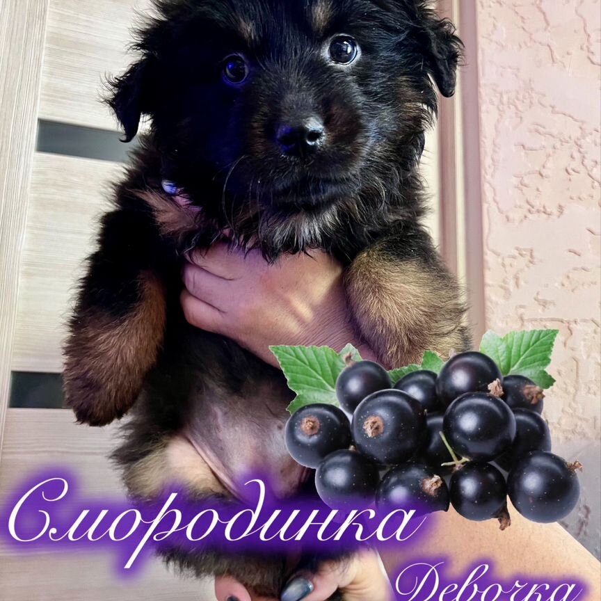 Смородинка щенок бесплатно
