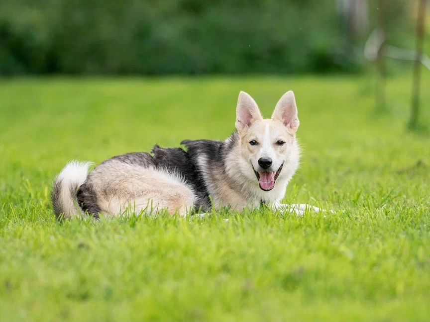 Лопоухое чудо Сеня 8 мес ищет дом