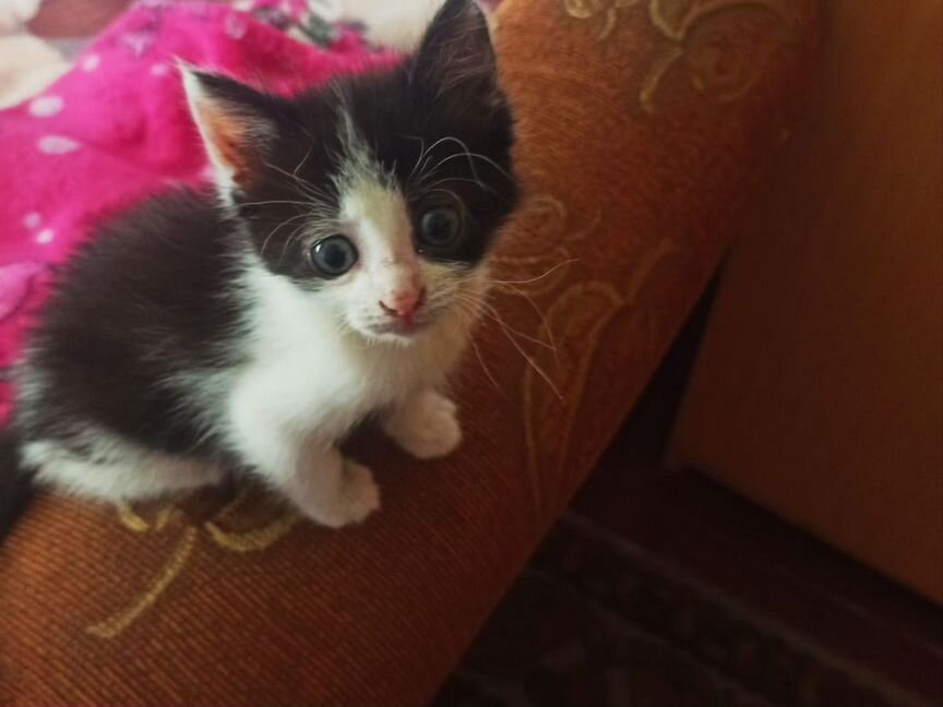 Кошечка 1,5 месяца бесплатно