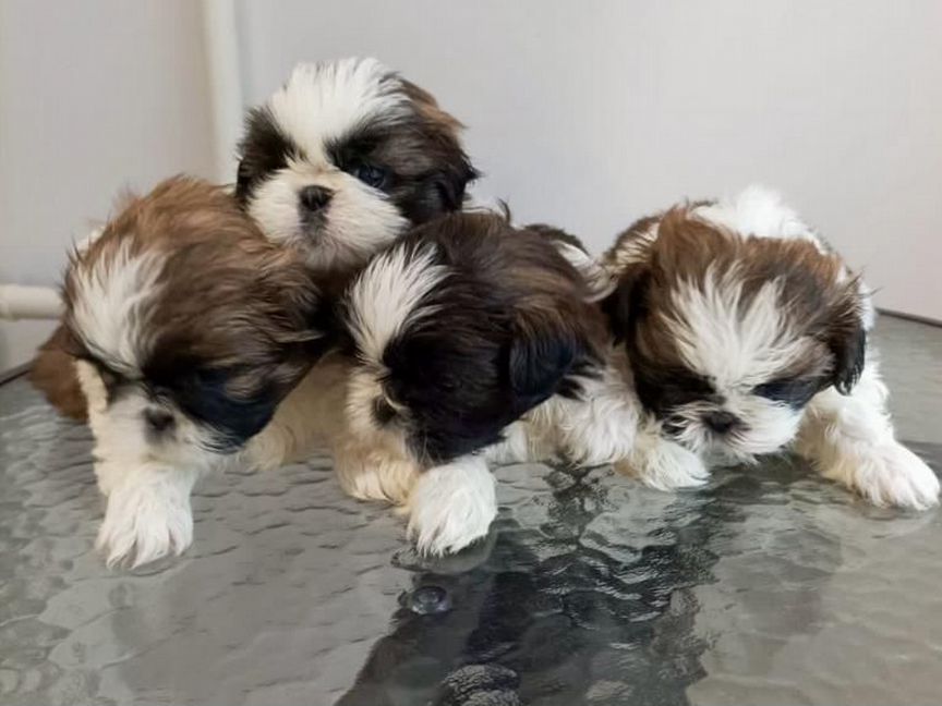 Щенки ши-тцу
