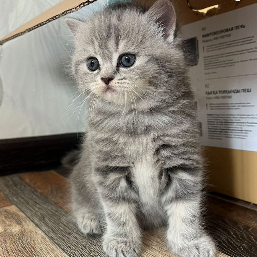 Шотландские котята
