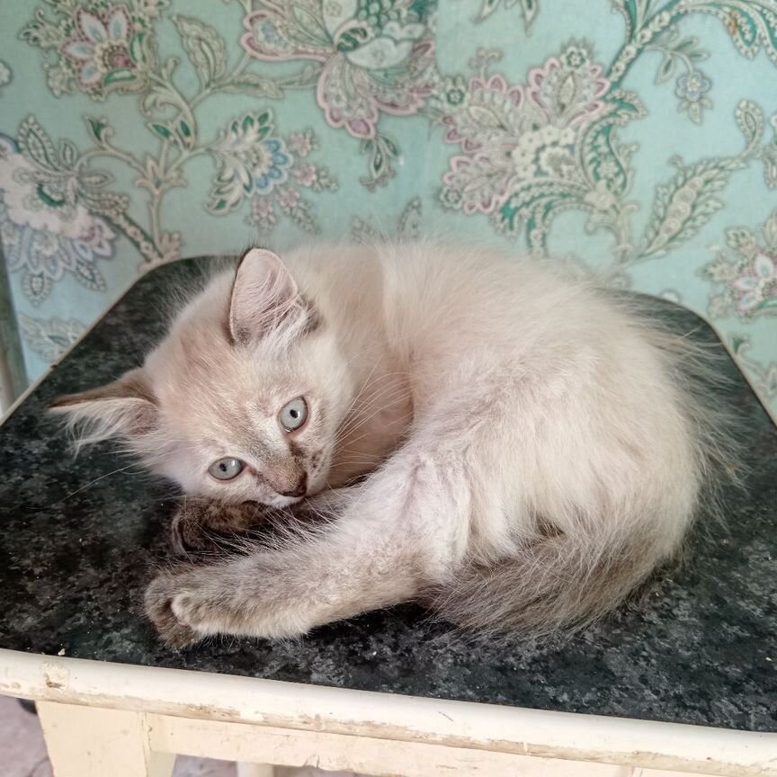 Котёнок (девочка) ищет заботливых хозяев