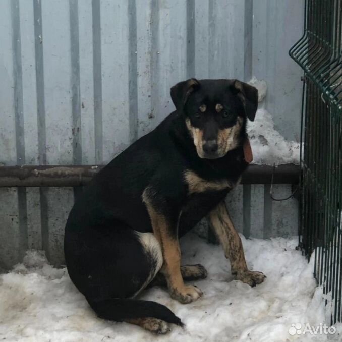 Собака Эмма ищет хозяина. Отдадим в хорошие руки