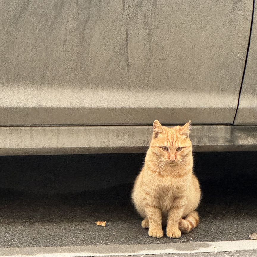 Рыжий котенок в добрые руки