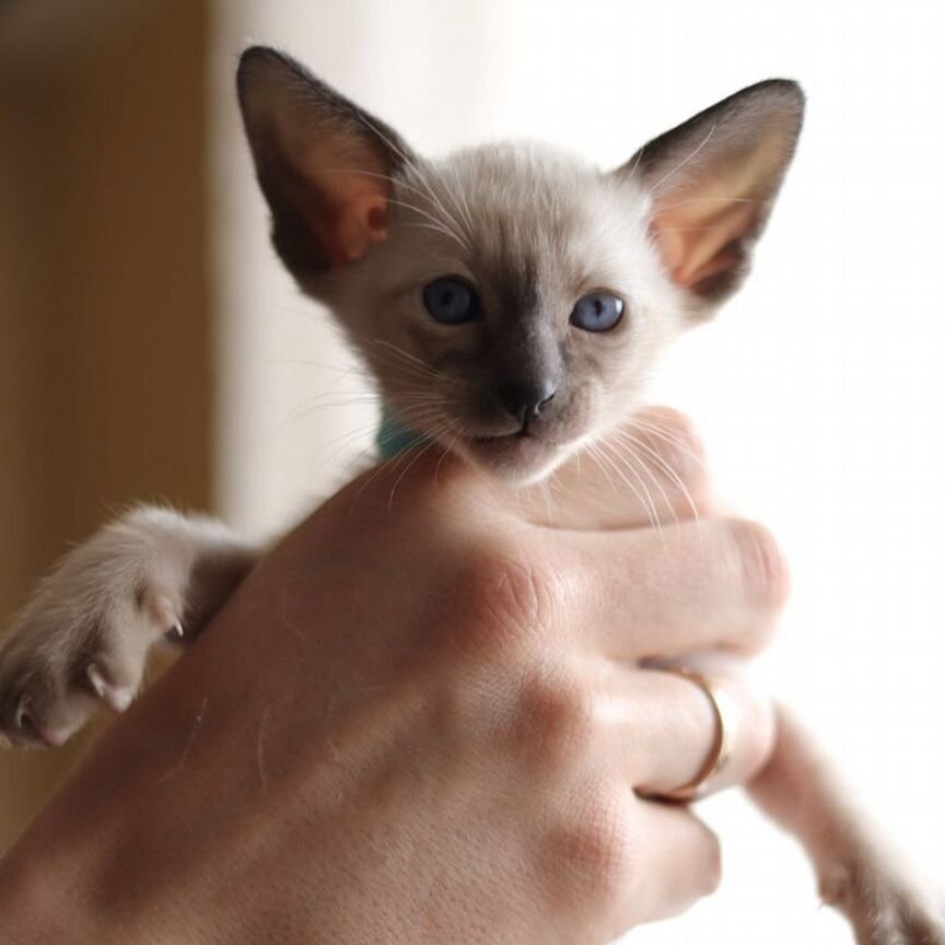 Ориентальный котёнок