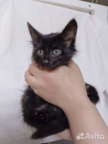 Чудесная маленькая пипеточка в добрые руки