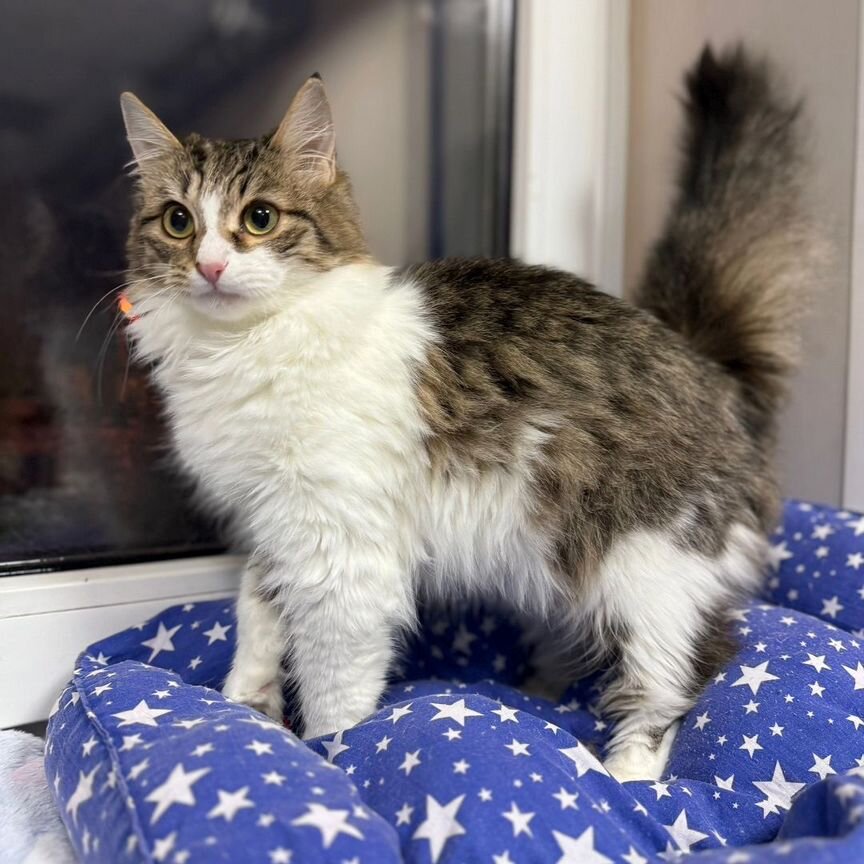 Кошечка подросток бесплатно