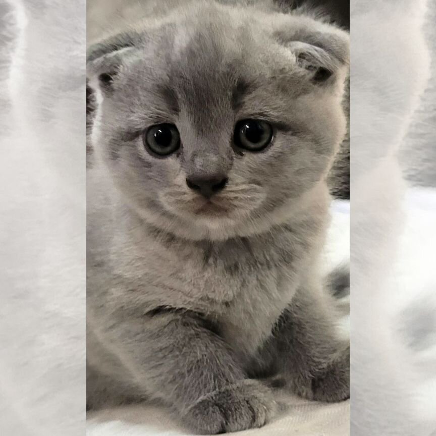 Шотландская