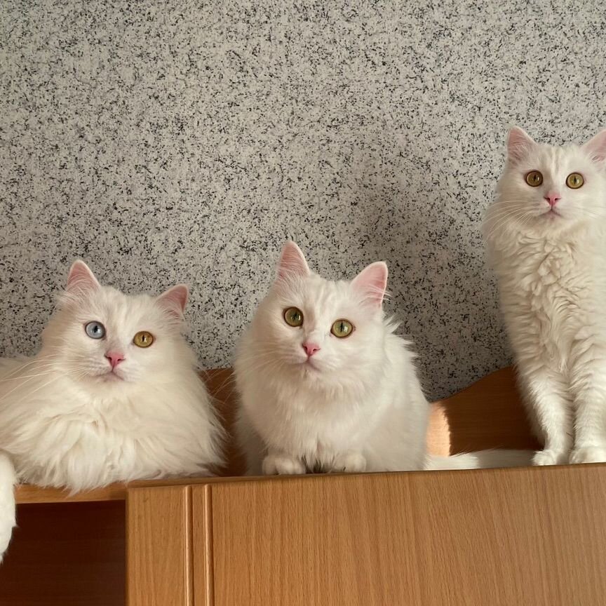 Турецкая ангора котёнок