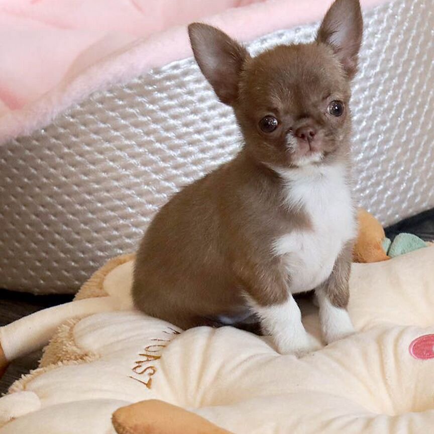 Чихуахуа, щенок