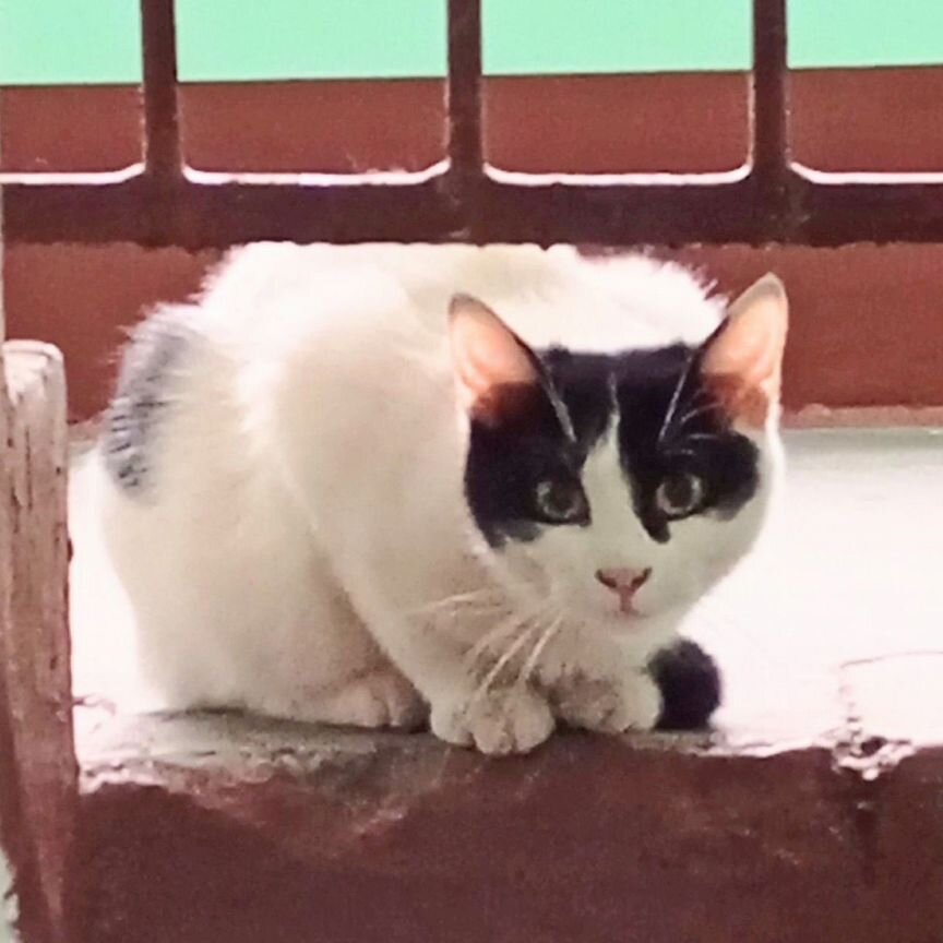 Котенок ищет дом