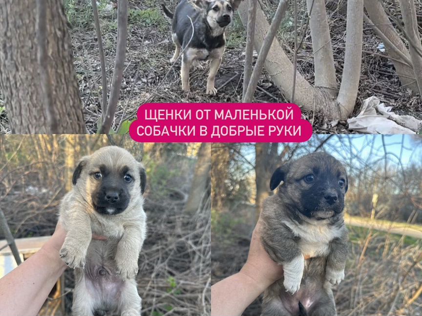 Щенки от маленькой собачки в добрые руки