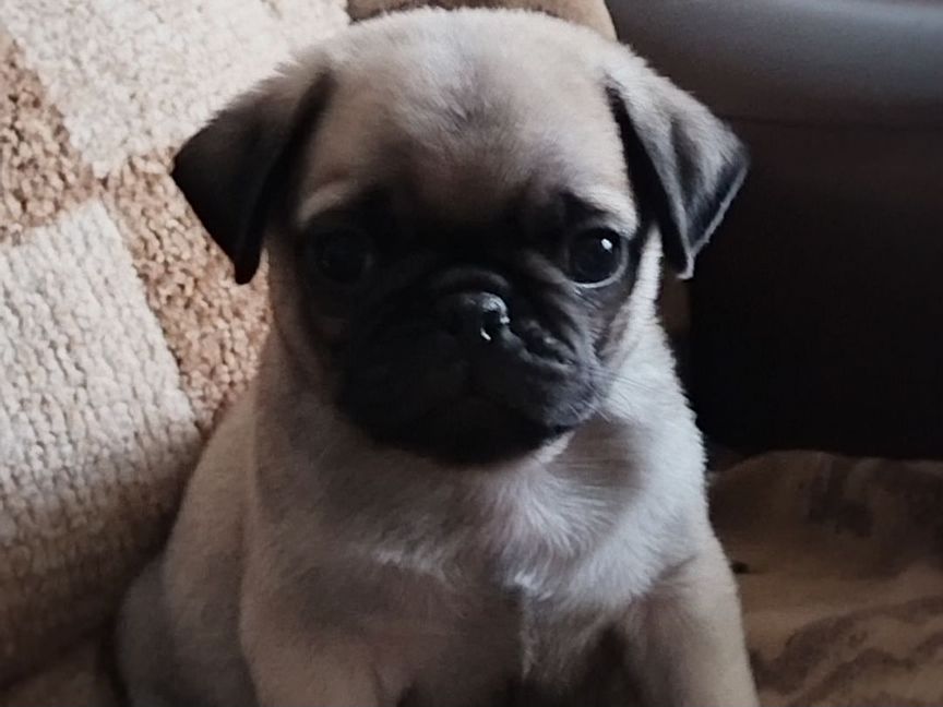 Щенки мопса мальчик