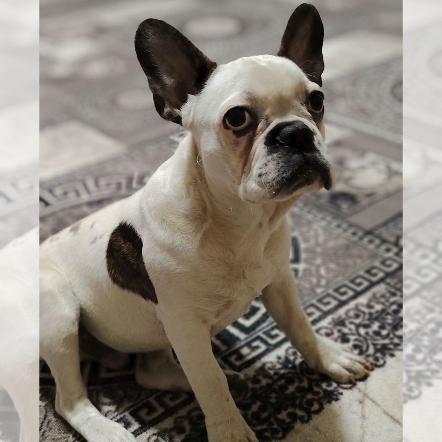 Французский бульдог, щенок