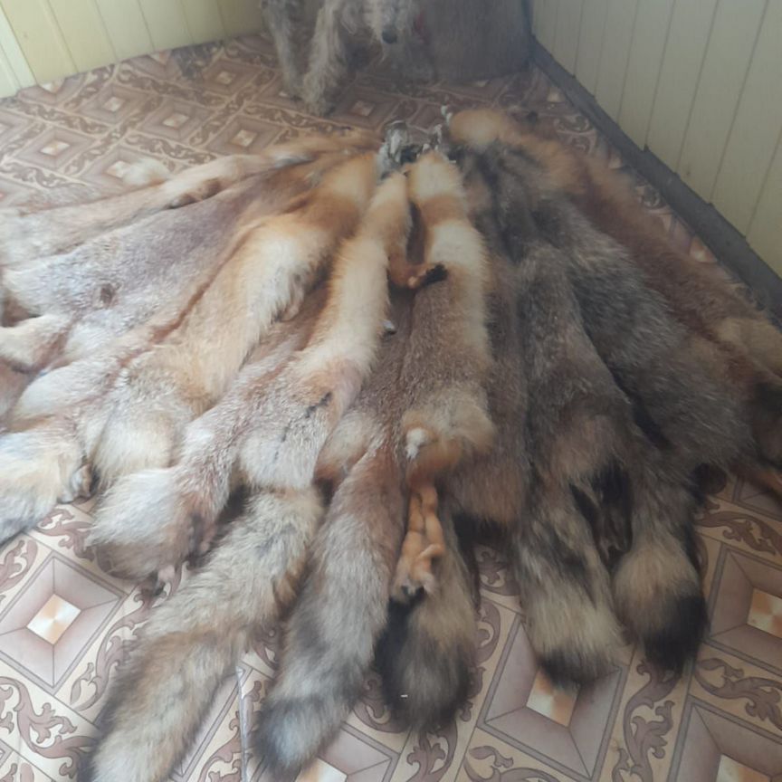 Фокстерьер
