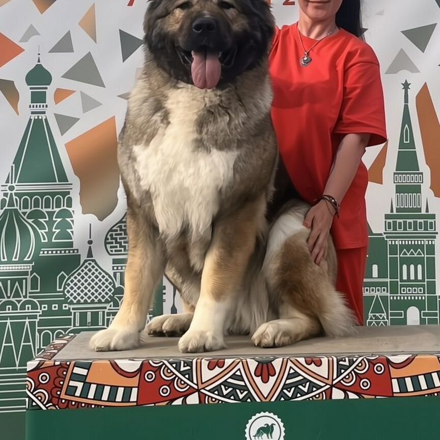 Кавказская овчарка, щенок