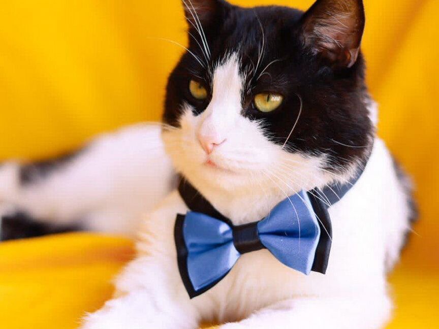 Славный котейка ищет дом