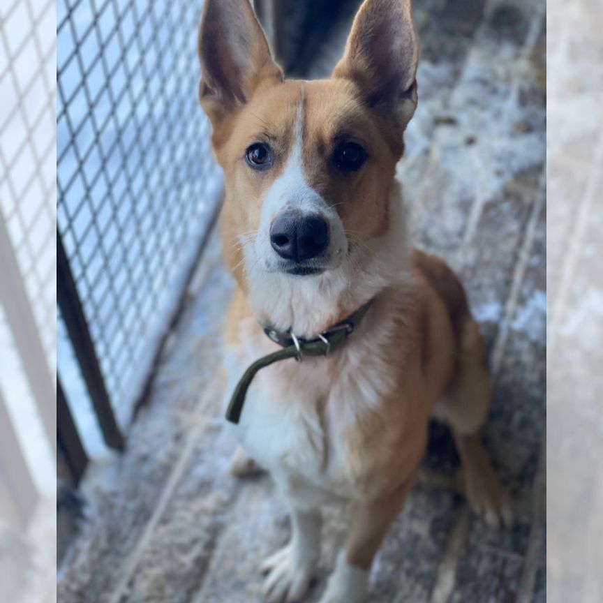 Взрослая собака в добрые руки