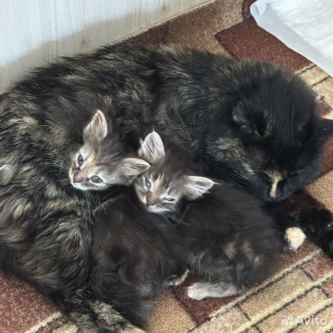 Пушистики от породистого домашнего потомства