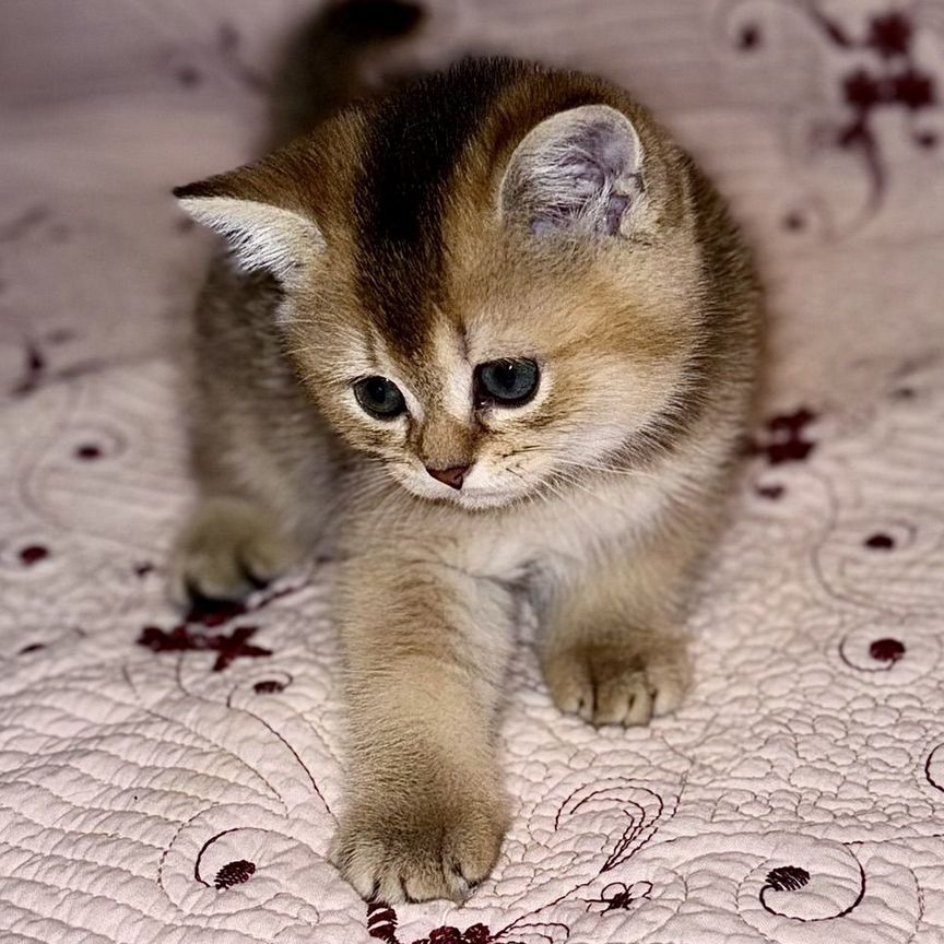 Британские котята золотая шиншилла