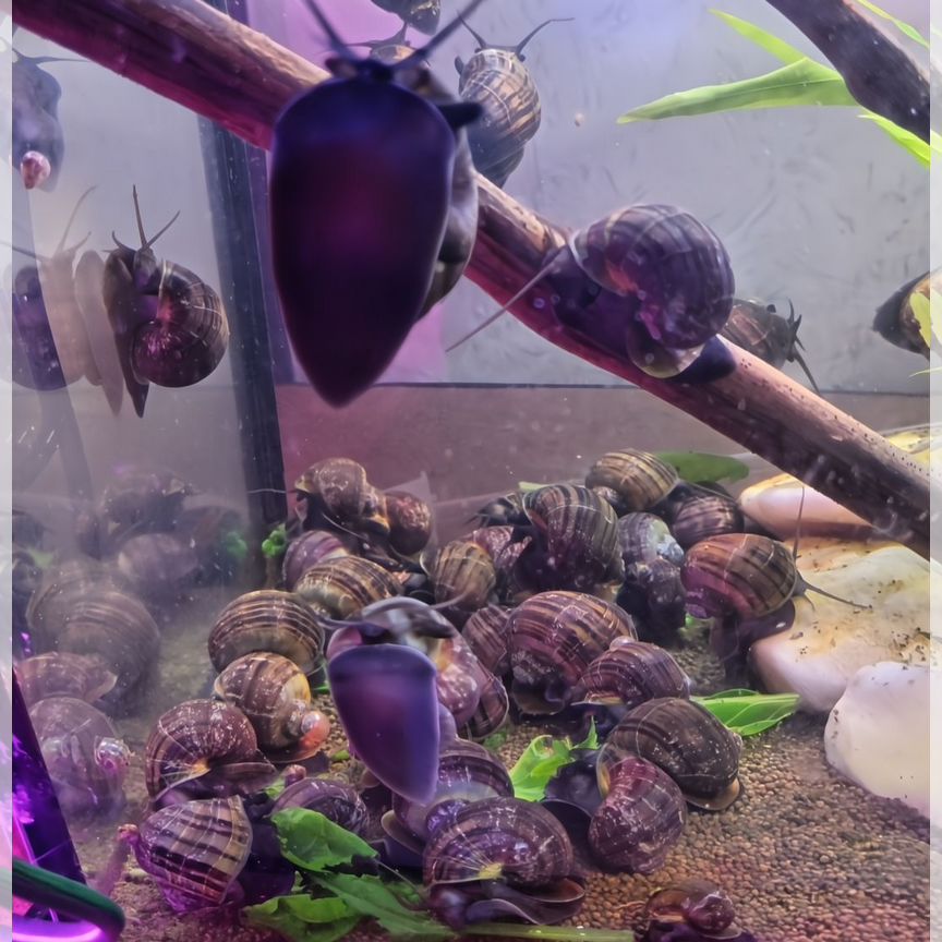 Улитка ампулярия черничная и чёрная мистерия