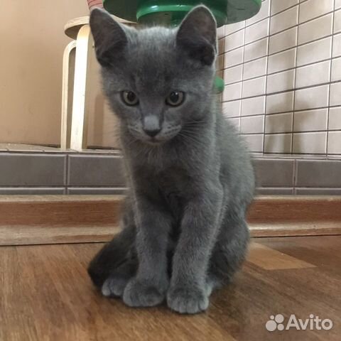 Серый котенок