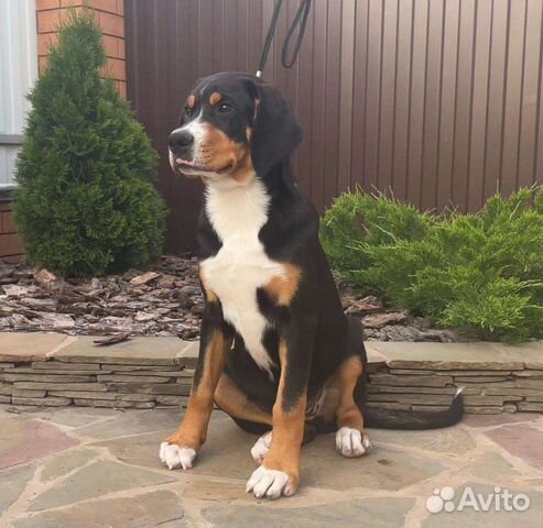 Бернский зенненхунд